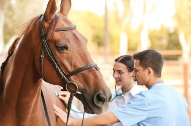 15 Horse Jobs That Feed Your Soul and Your Bank Account