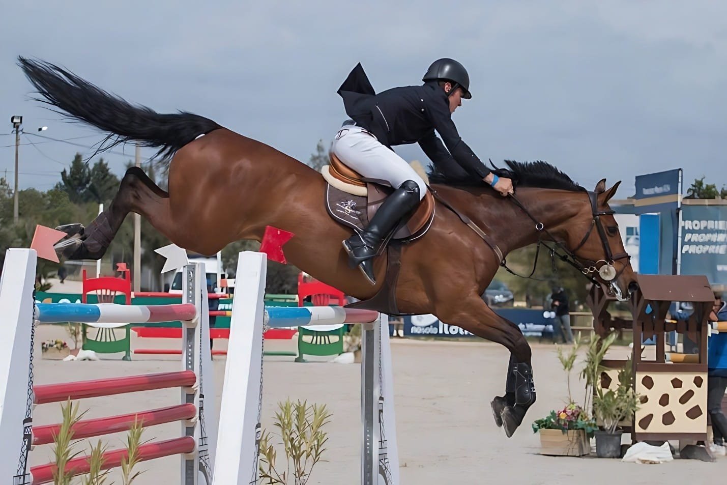 15 Horse Jobs That Feed Your Soul and Your Bank Account